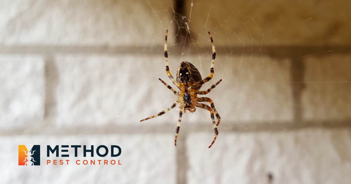 Venomous vs. Nuisance: How to Tell if a Spider in Your Home is a Threat