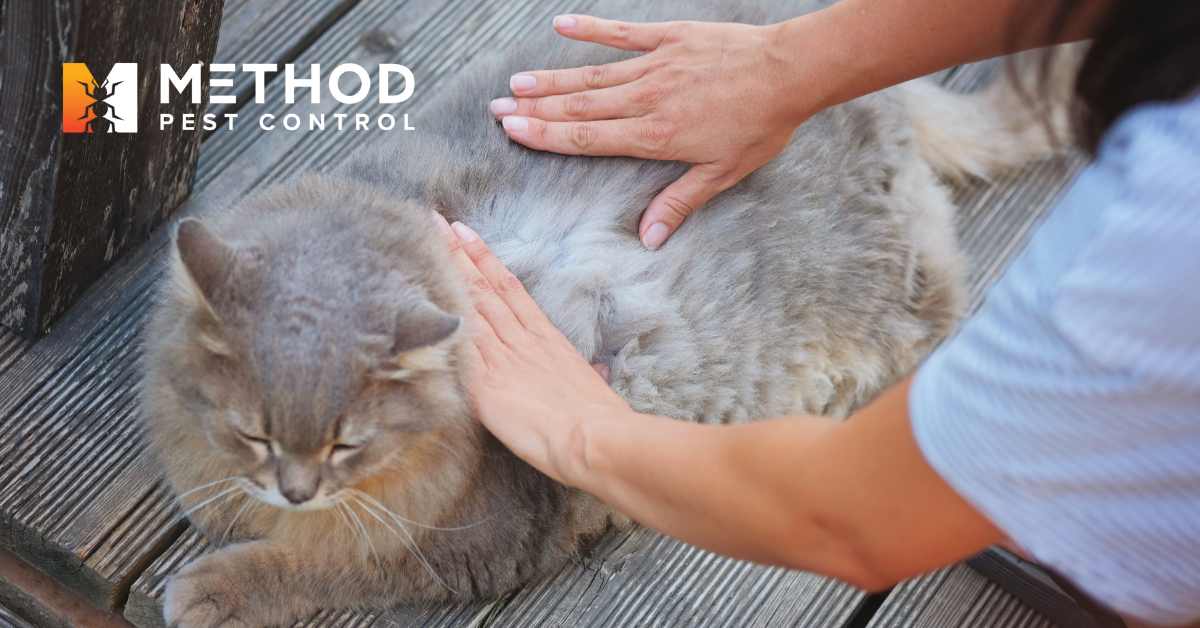 Top Signs of a Flea Infestation (and When to Call a Pro)